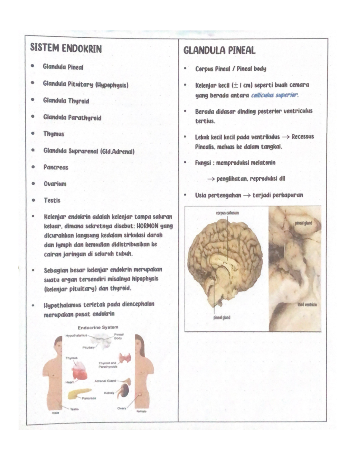 Anatomi Sistem Endokrin - Kedokteran - Studocu