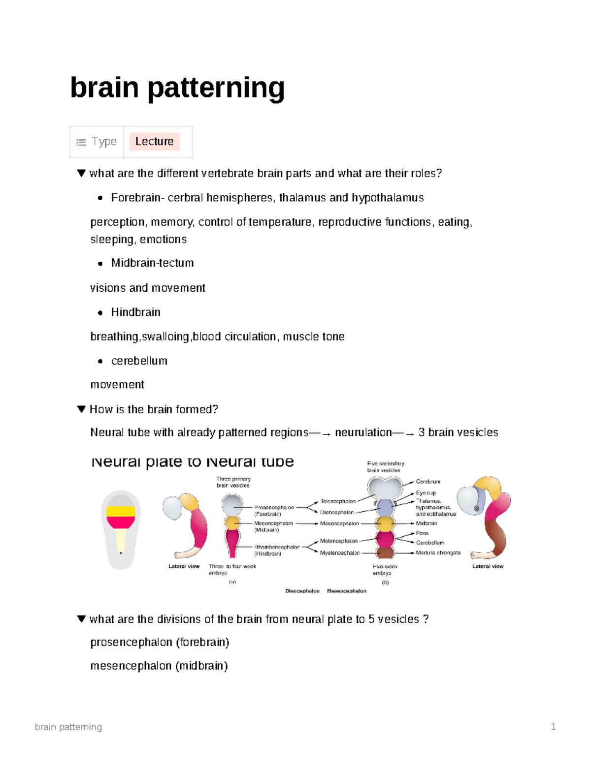 Brain Patterning Lecutee Notes Brain Patterning Type Lecture What