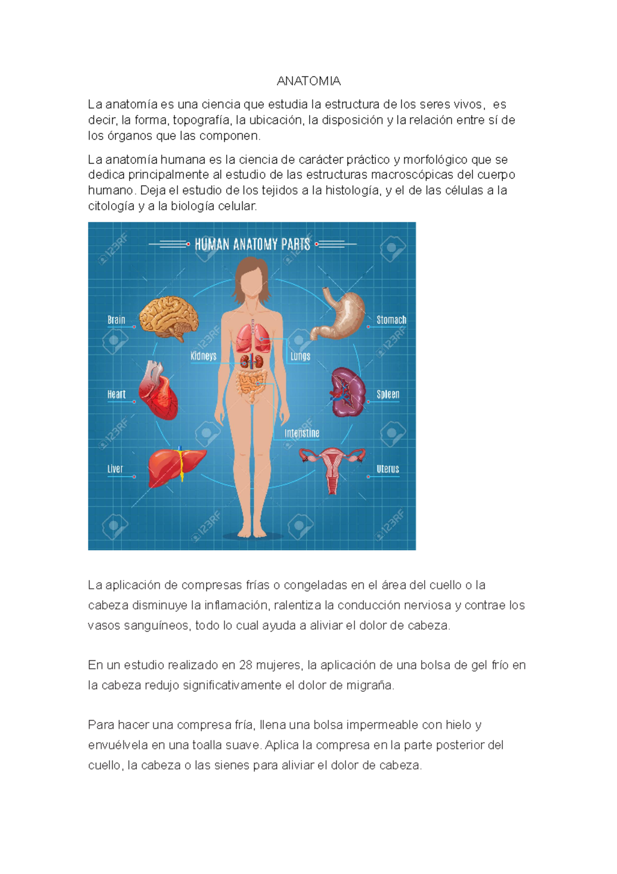 Anatomia - La anatomía es una ciencia que estudia la estructura de los ...