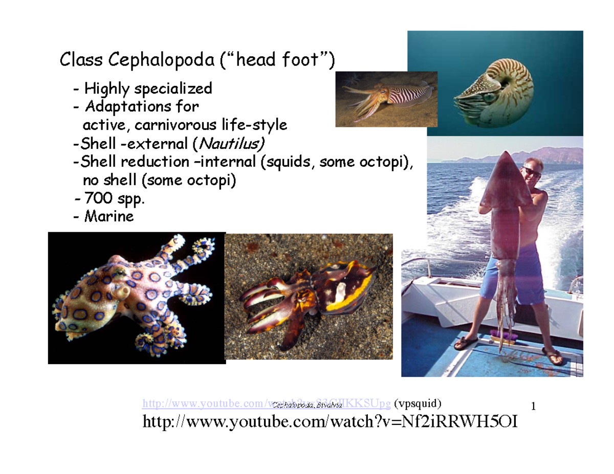 Cephalopoda Bivalvia F 22 - Cephalopoda, Bivalvia 1 Class Cephalopoda ...