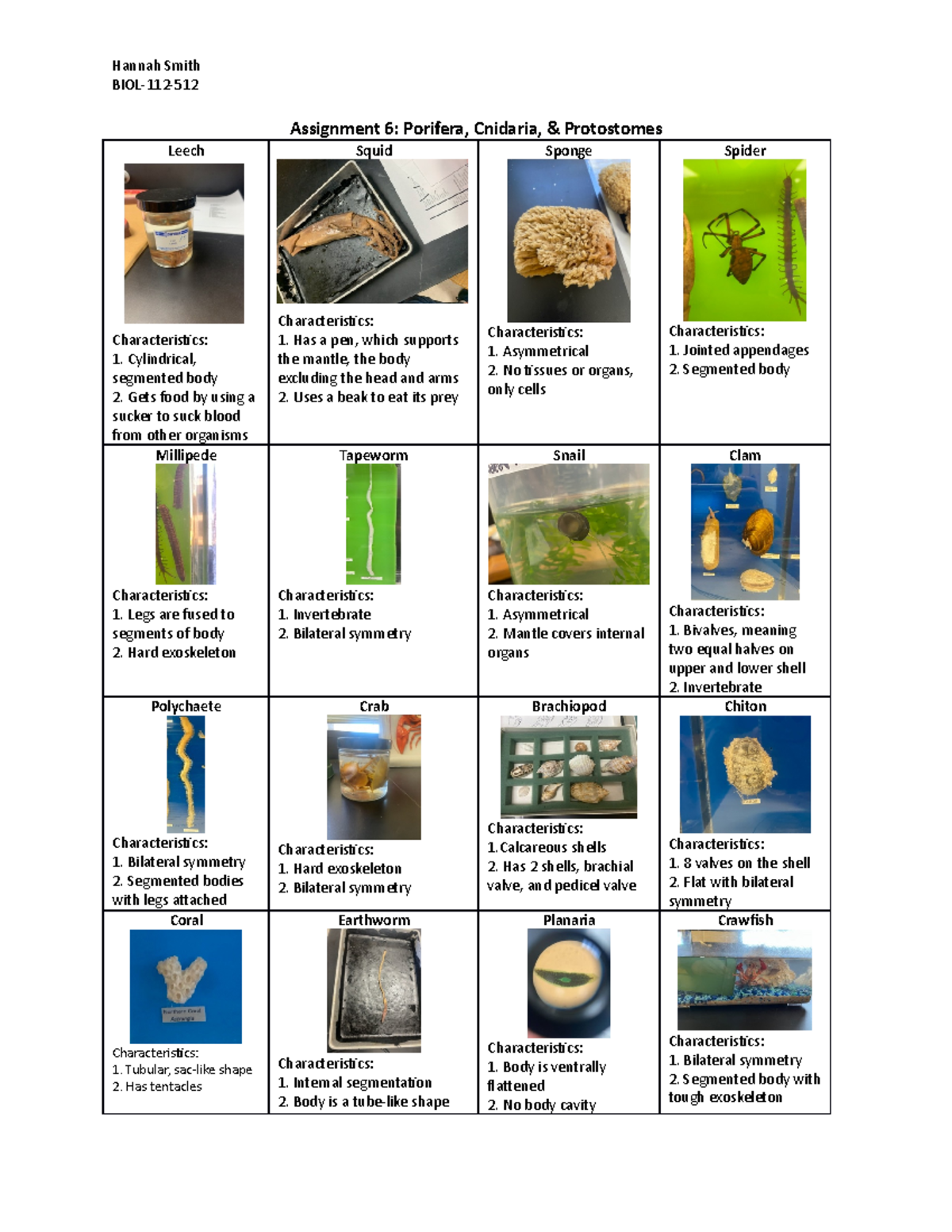 Porifera, Cnidaria, & Protostomes Lab Assignment - BIOL-112- Assignment ...