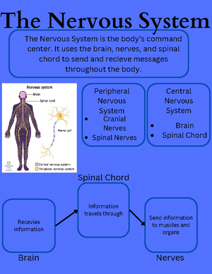 Nervous System Worksheet - Chapter 7 Study Guide - Nervous System ...