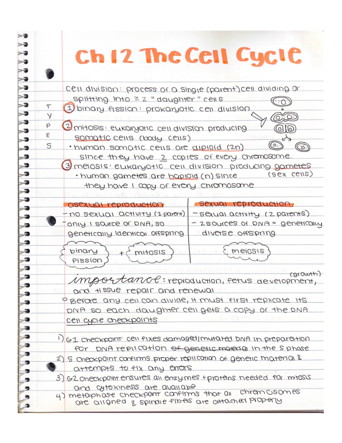 Chapter 12: The Cell Cycle - Ch 12 The Cell cell division process of a ...