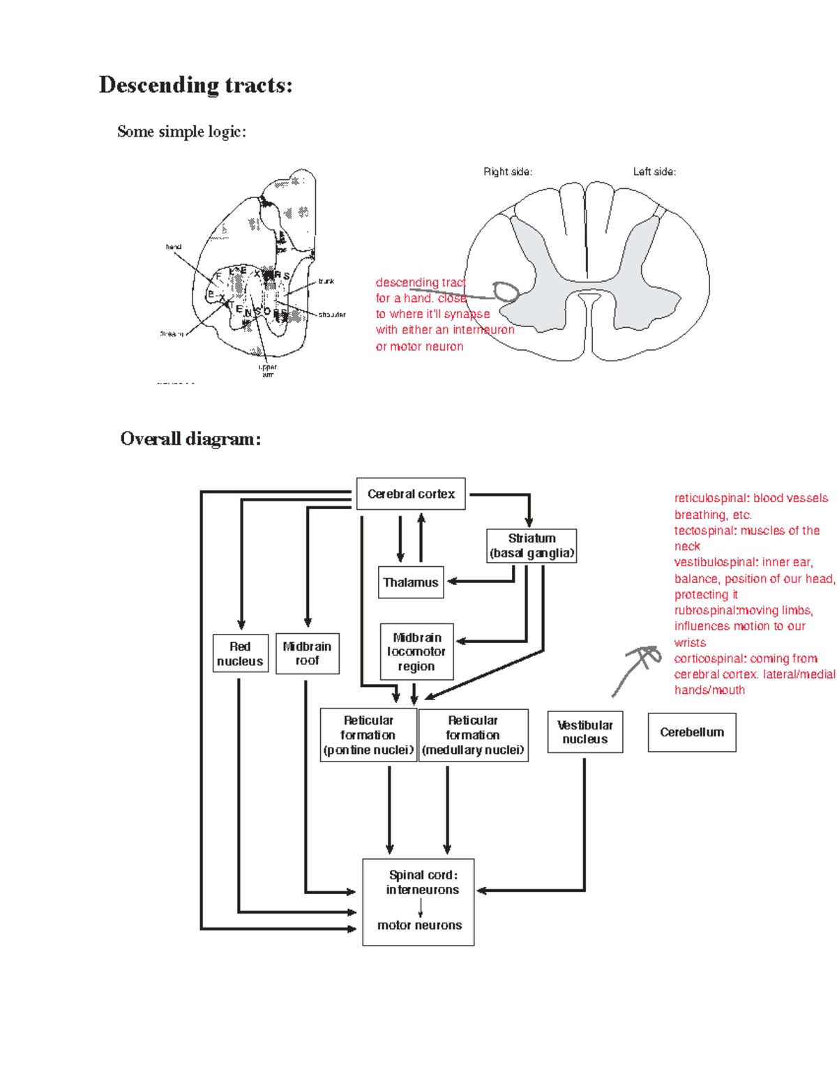 16 descending tracts - Lecture notes 16 - BIOL 2420 - Descending tracts ...