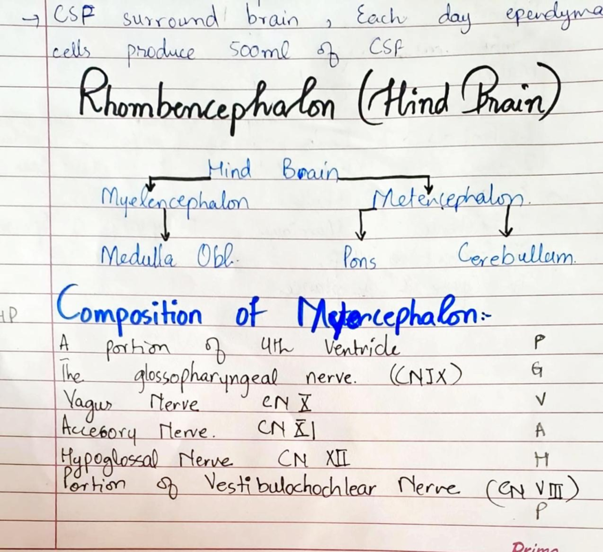 Hind Brain Notes - It will be helpful - Psychology - Studocu