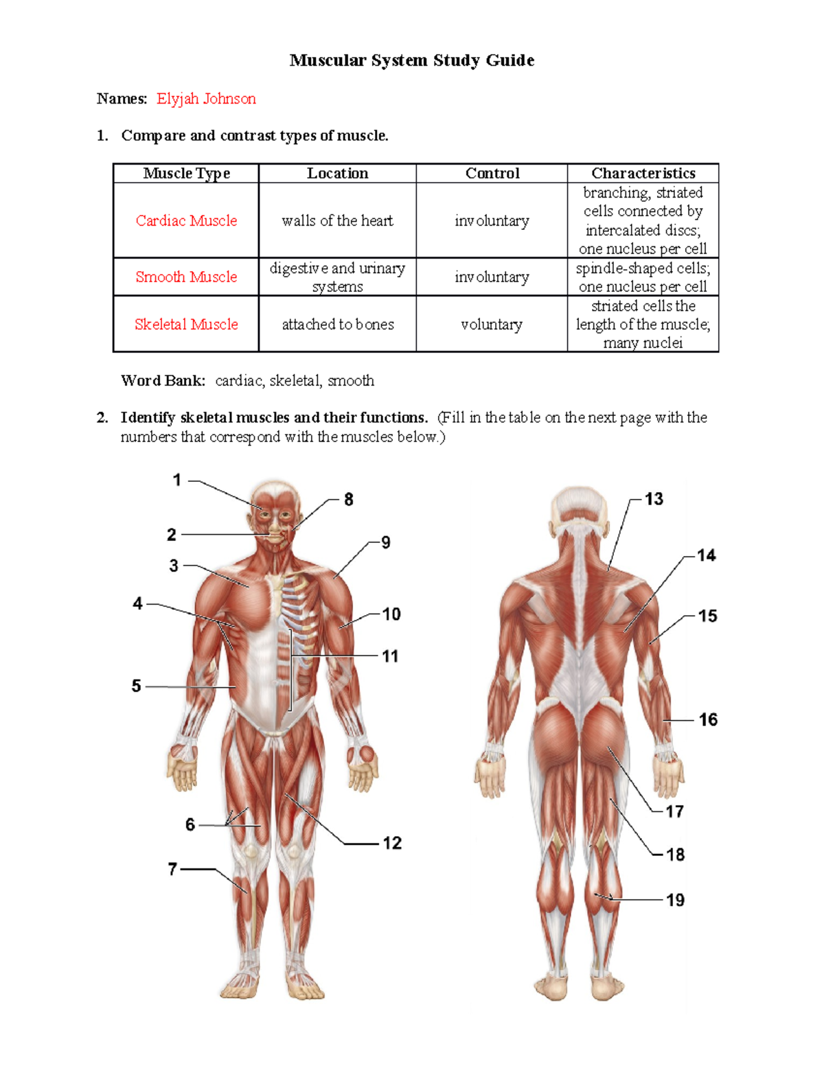 Muscular System Study Guide Bio 151 Unit 2 - Muscular System Study ...