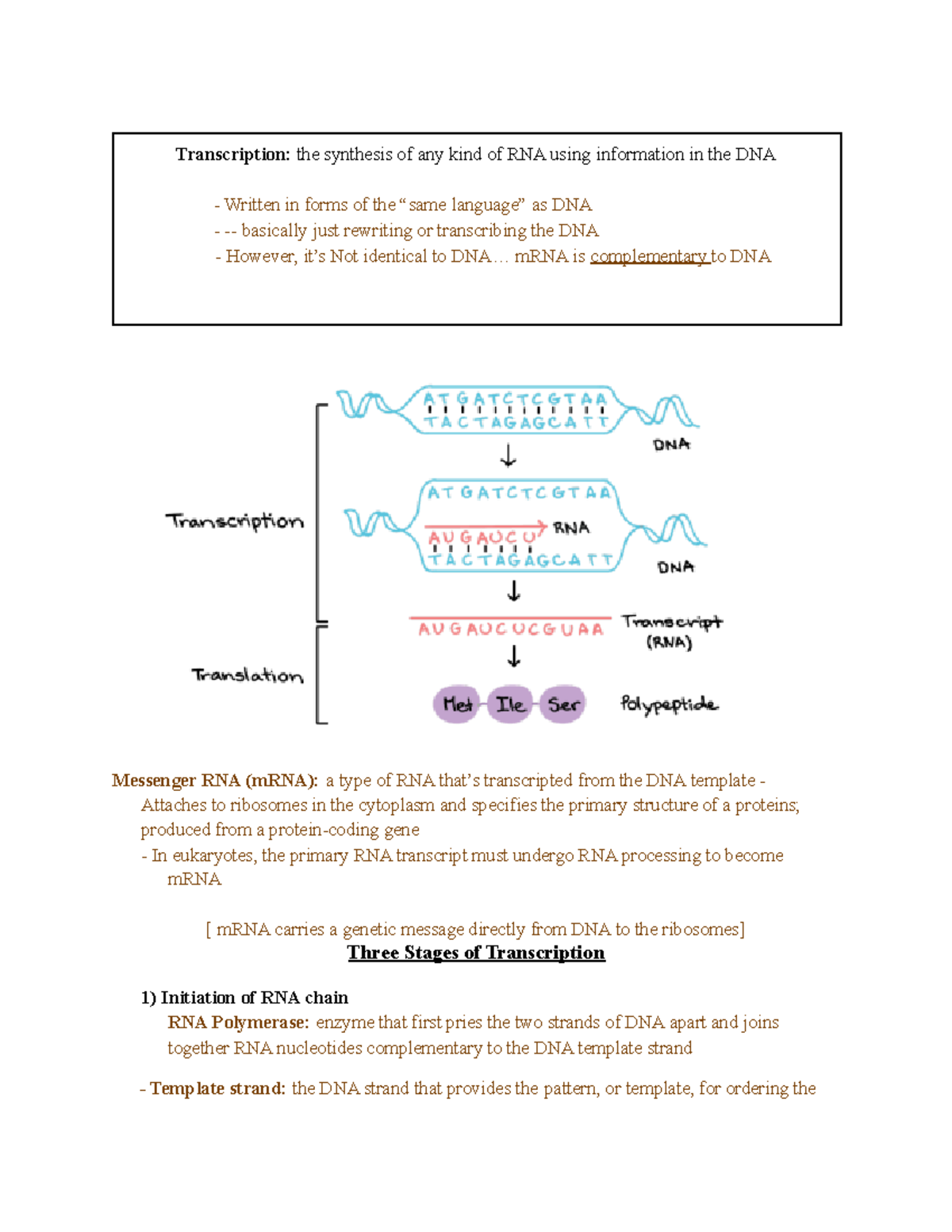 6 Transcription - Transcription: the synthesis of any kind of RNA using ...