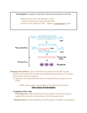 Bio 131 - LECTURE NOTES FOR GENE EXPRESSION - gene expression Basic ...