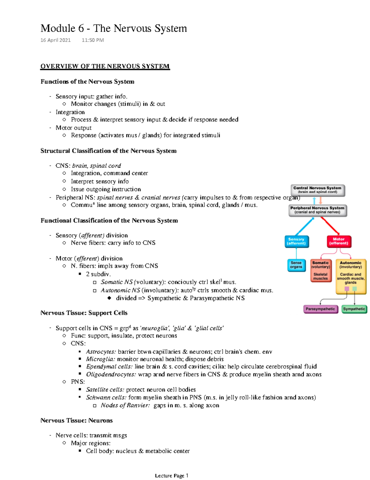 APH - The Nervous System - OVERVIEW OF THE NERVOUS SYSTEM Functions of ...