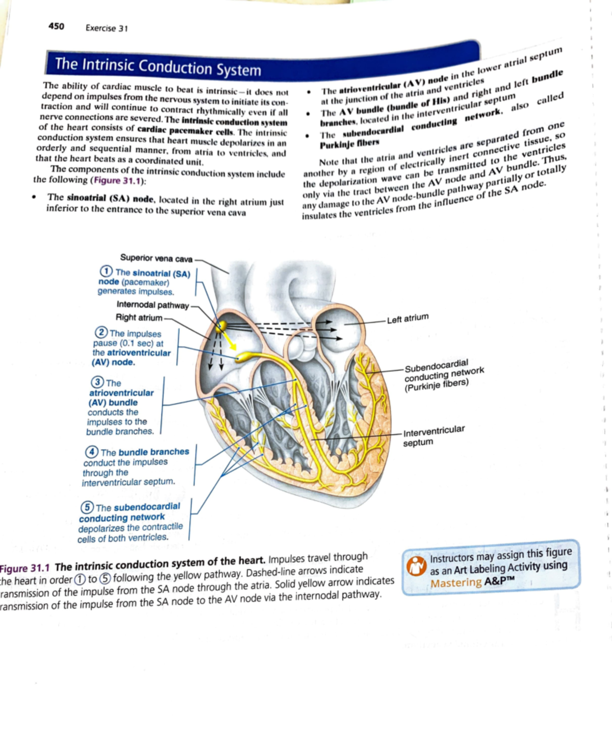 Lab EKG - Review sheet 31 BIOL 2402 Professor Adams - 45 o Exercise 3 1 ...