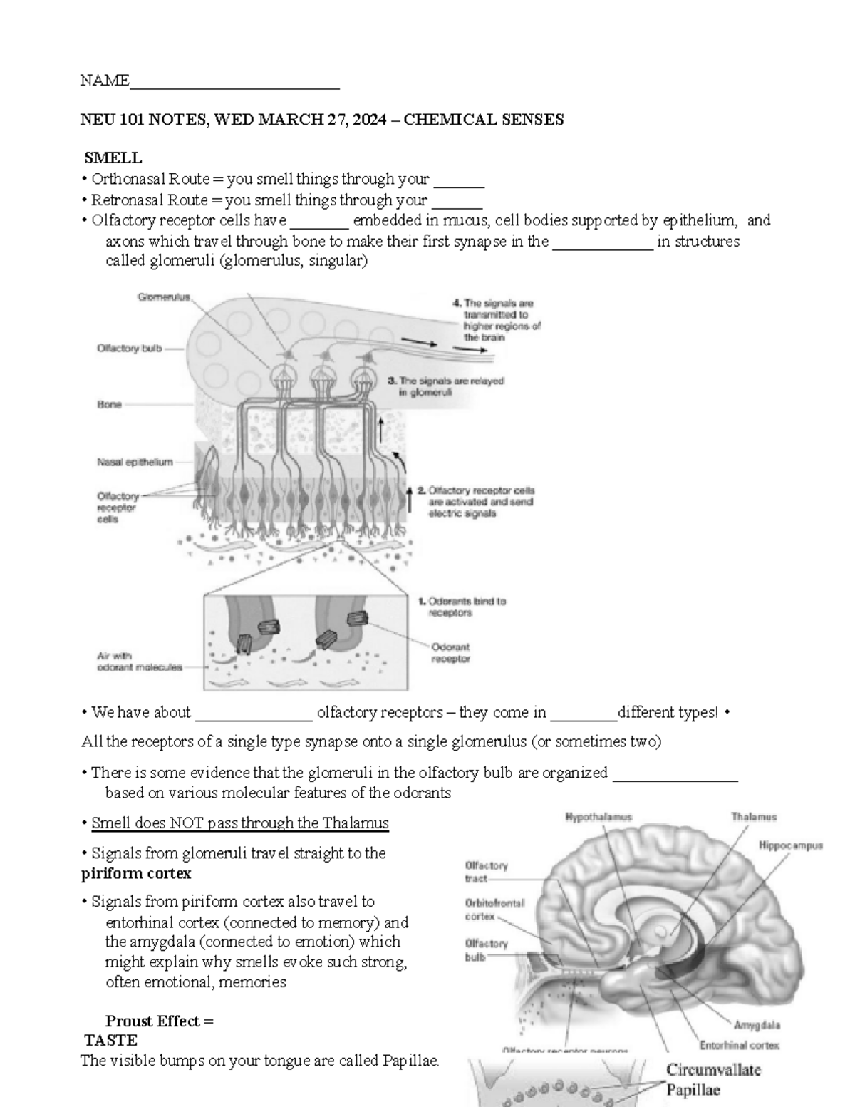 3 27 23 Notes Chemical Senses - NAME_________________________ NEU 101 ...