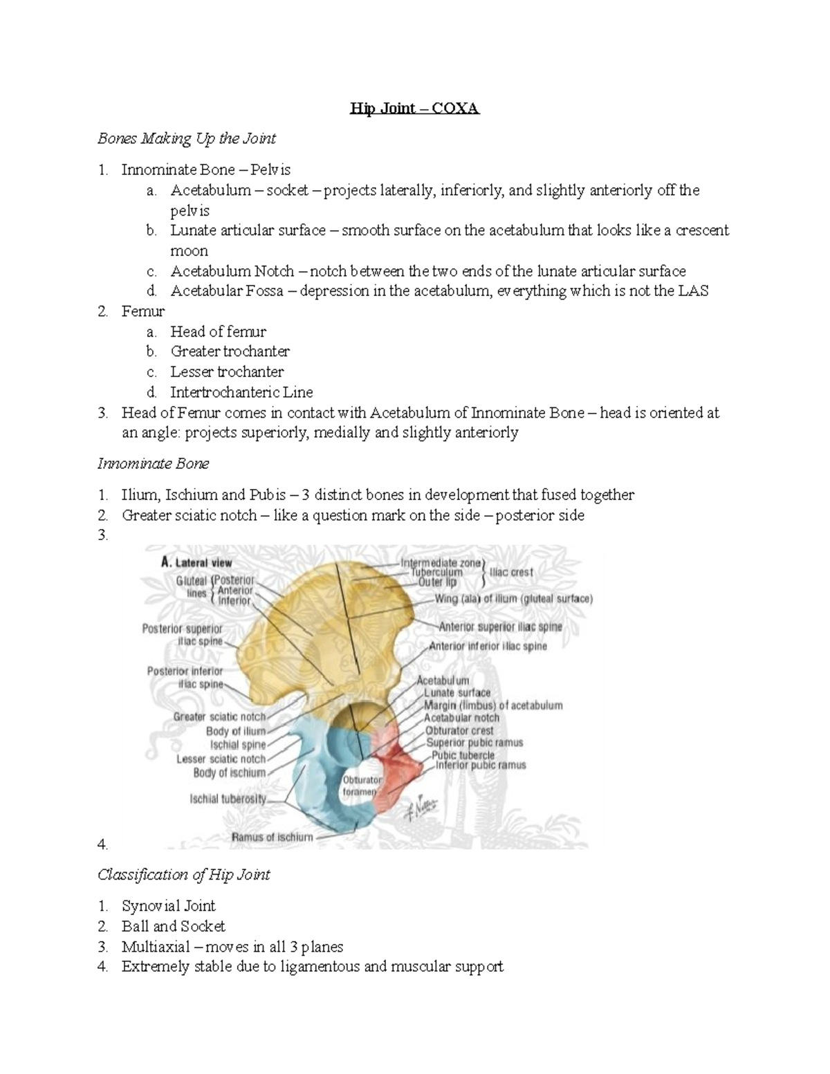 Chapter 10 - Hip Joint - Hip Joint – COXA Bones Making Up the Joint ...