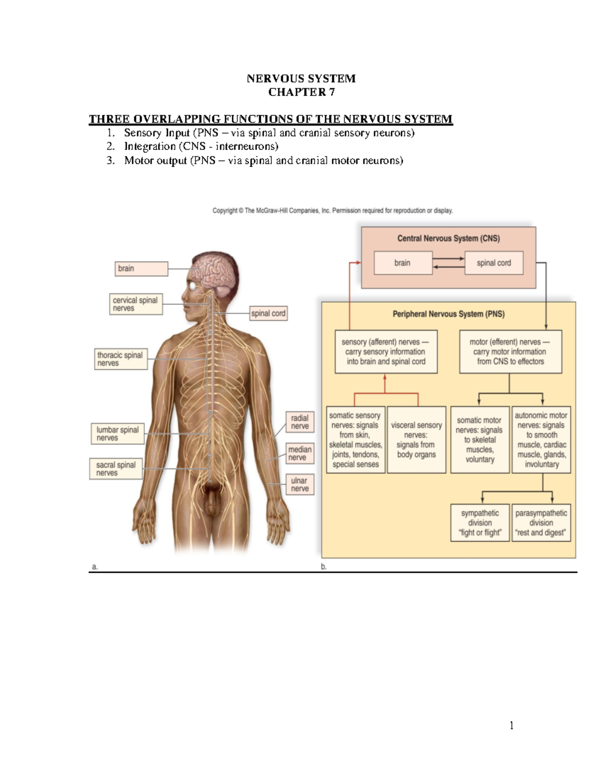Functions of the Nervous System - Studocu