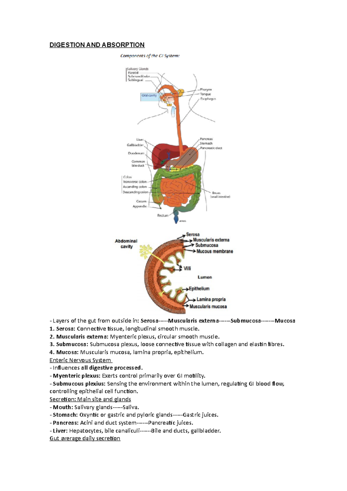 Digestion AND Absorption - DIGESTION AND ABSORPTION Layers of the gut ...
