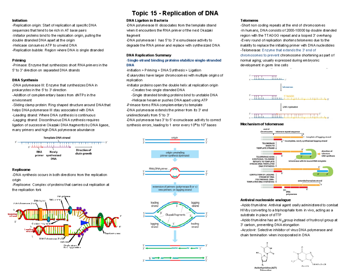 Biochem Cheat Sheet 15 - Topic 15 - Replication of DNA Initiation ...