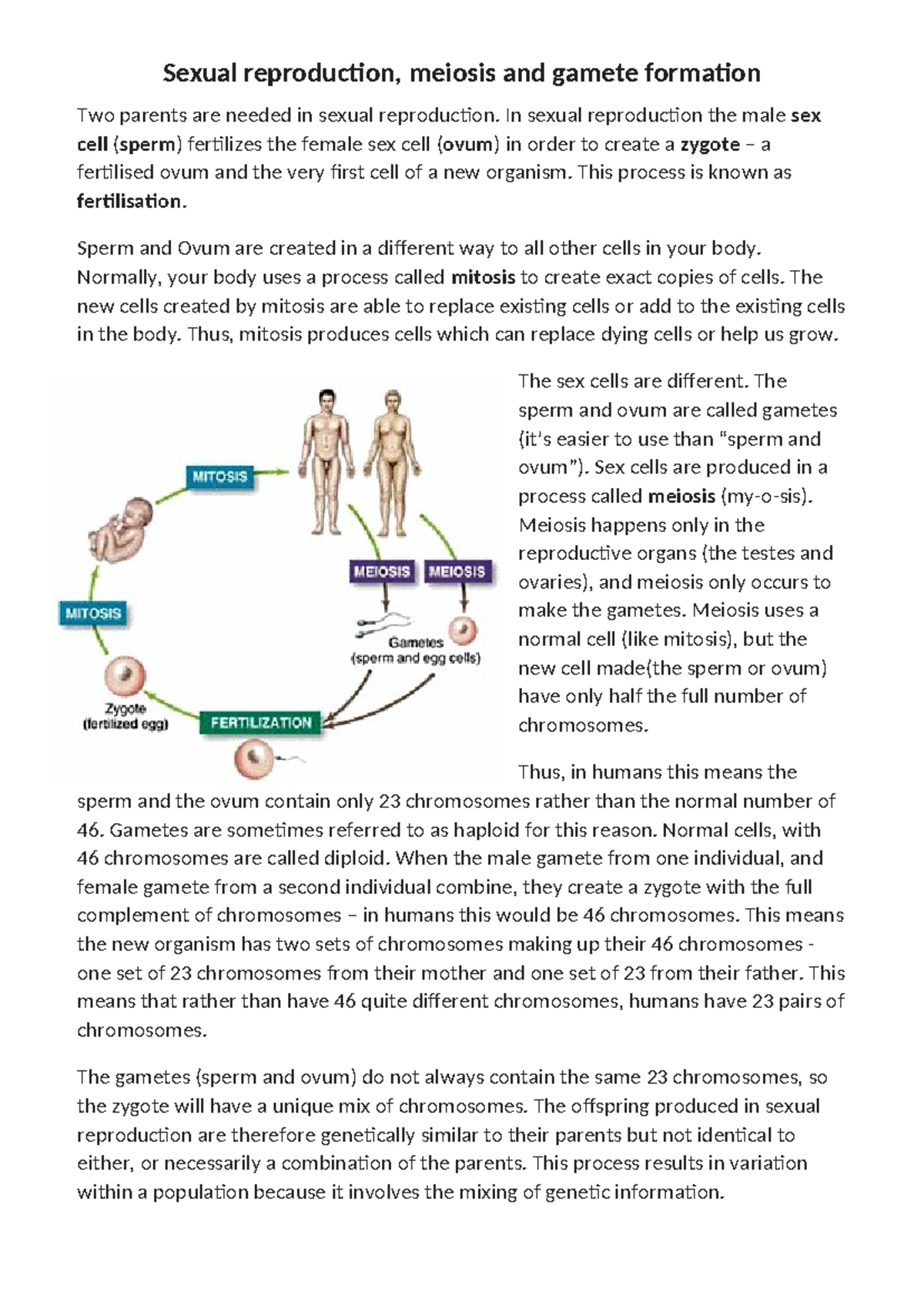 Gametes and zygotes - Socila work aseb bachlors exam guide - Sexual ...