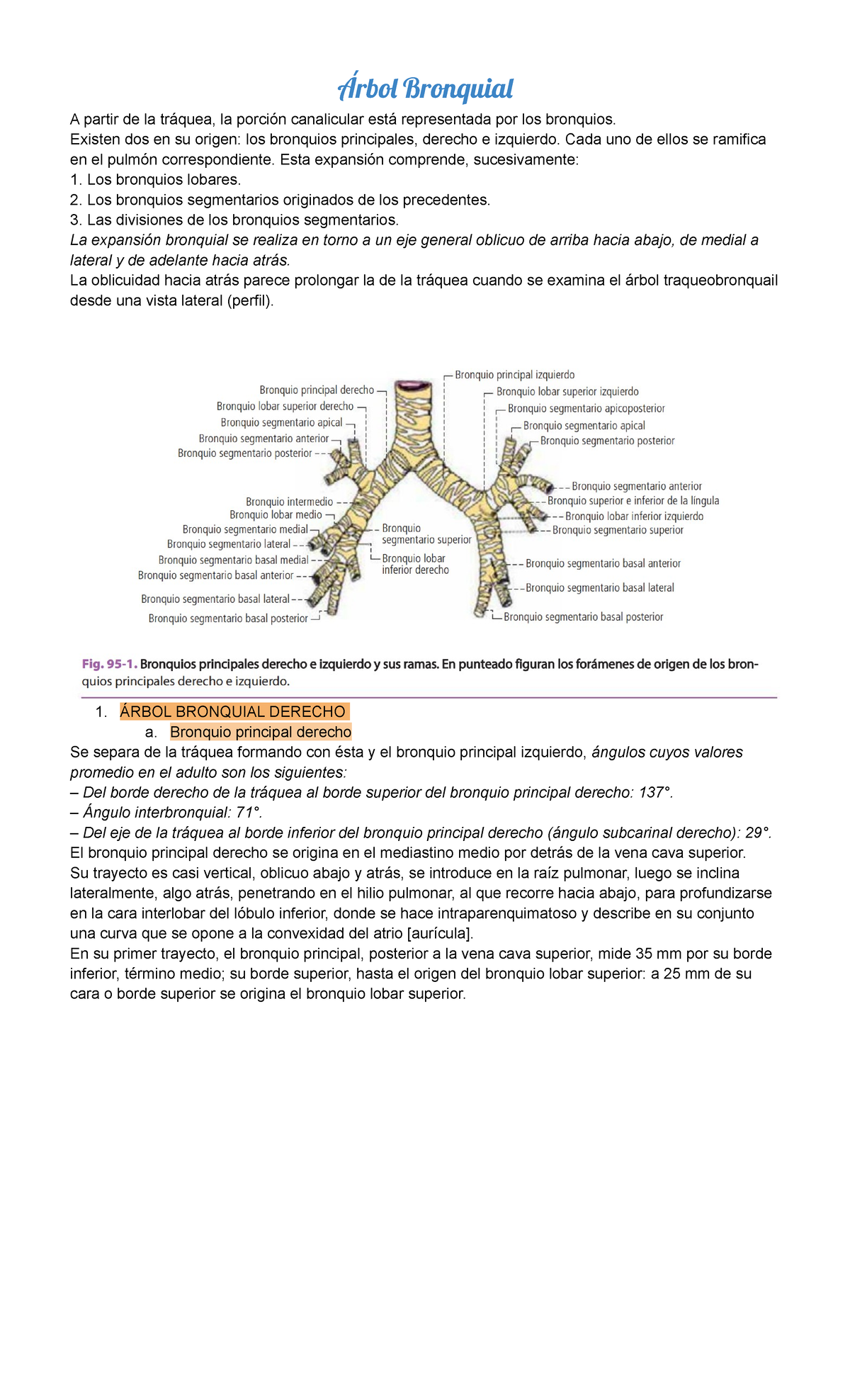 Arbol Bronquial - Latarjet cap. 95 - Árbol Bronquial A partir de la ...