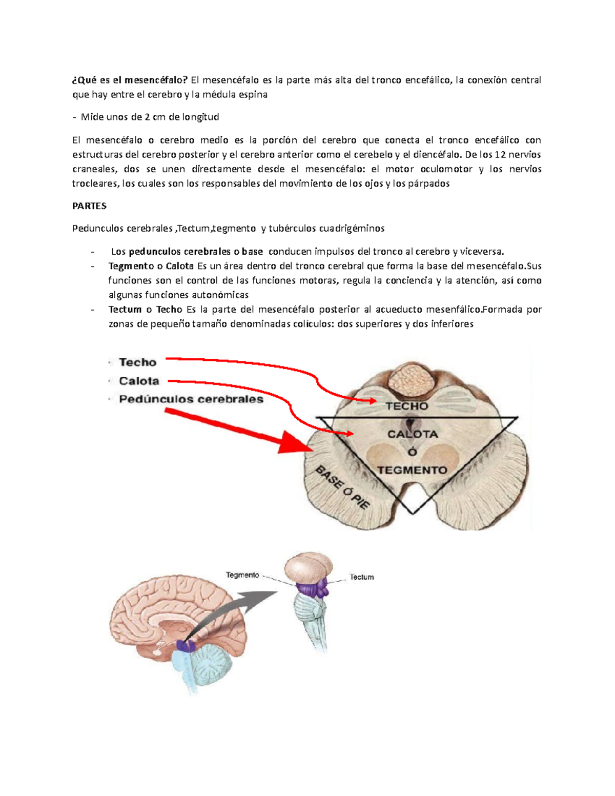 Mesencefalo - que hay entre el cerebro y la médula espina - Mide unos ...