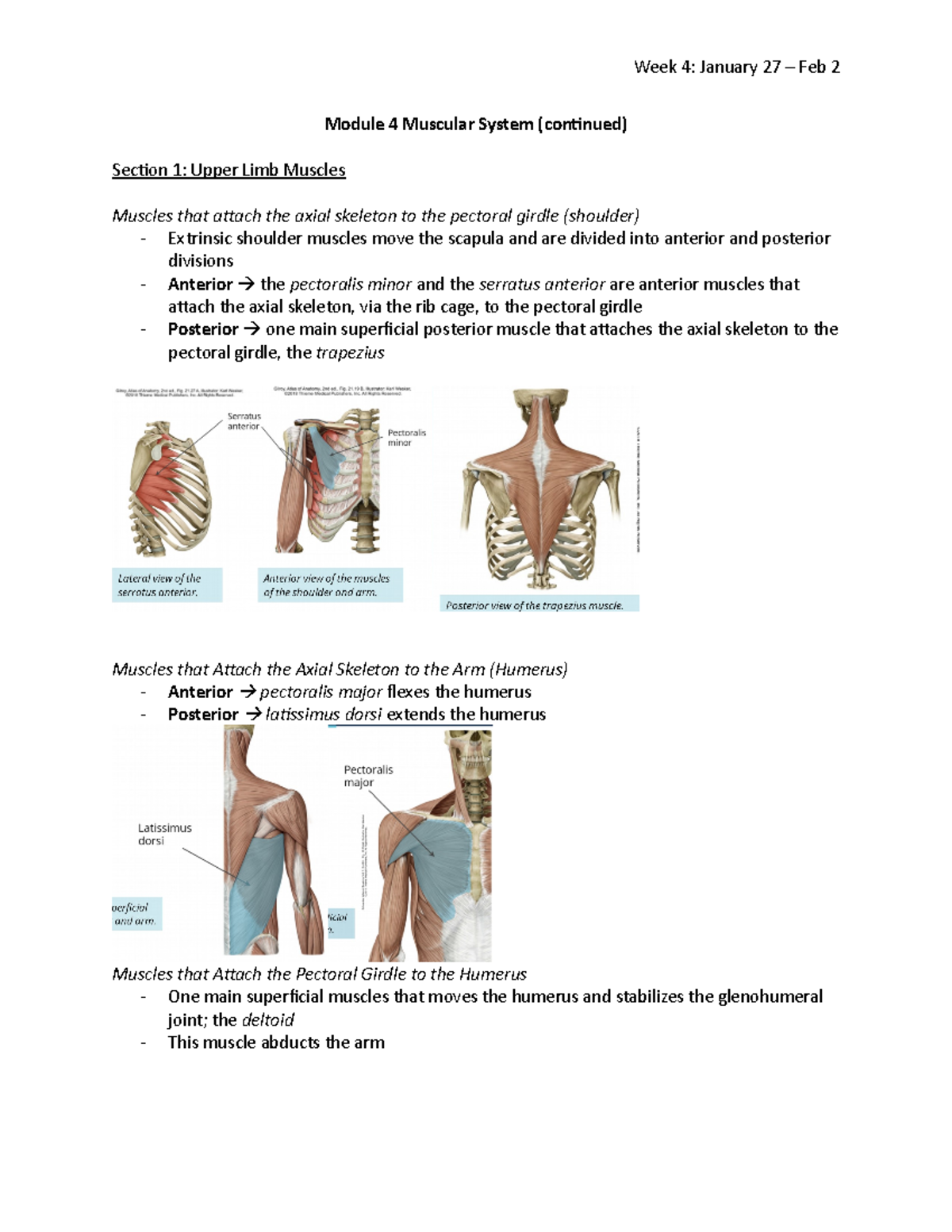 Module 4 Muscular System (con't) - Module 4 Muscular System (continued ...