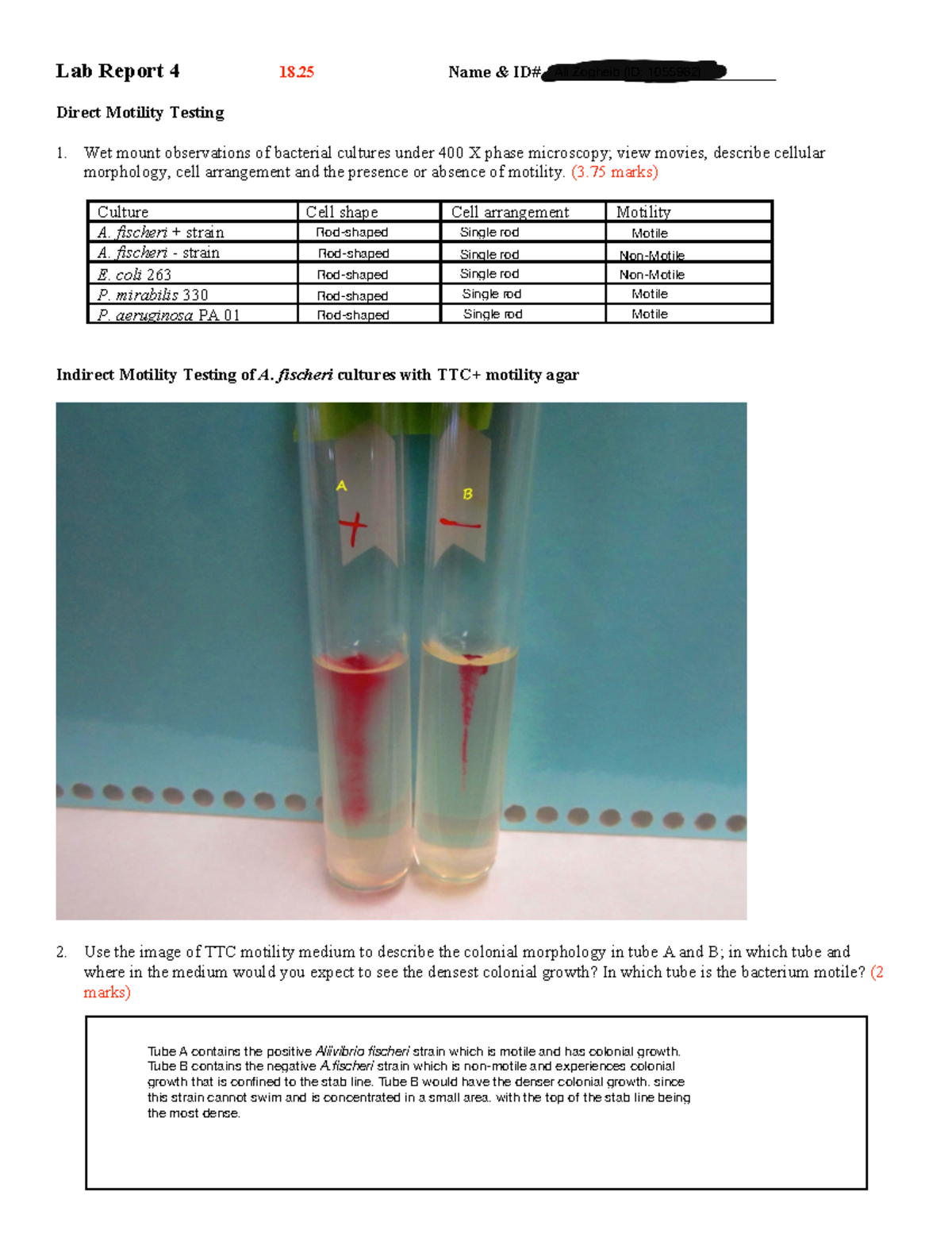 Lab Report 4 - (3 marks) Culture Cell shape Cell arrangement Motility A ...