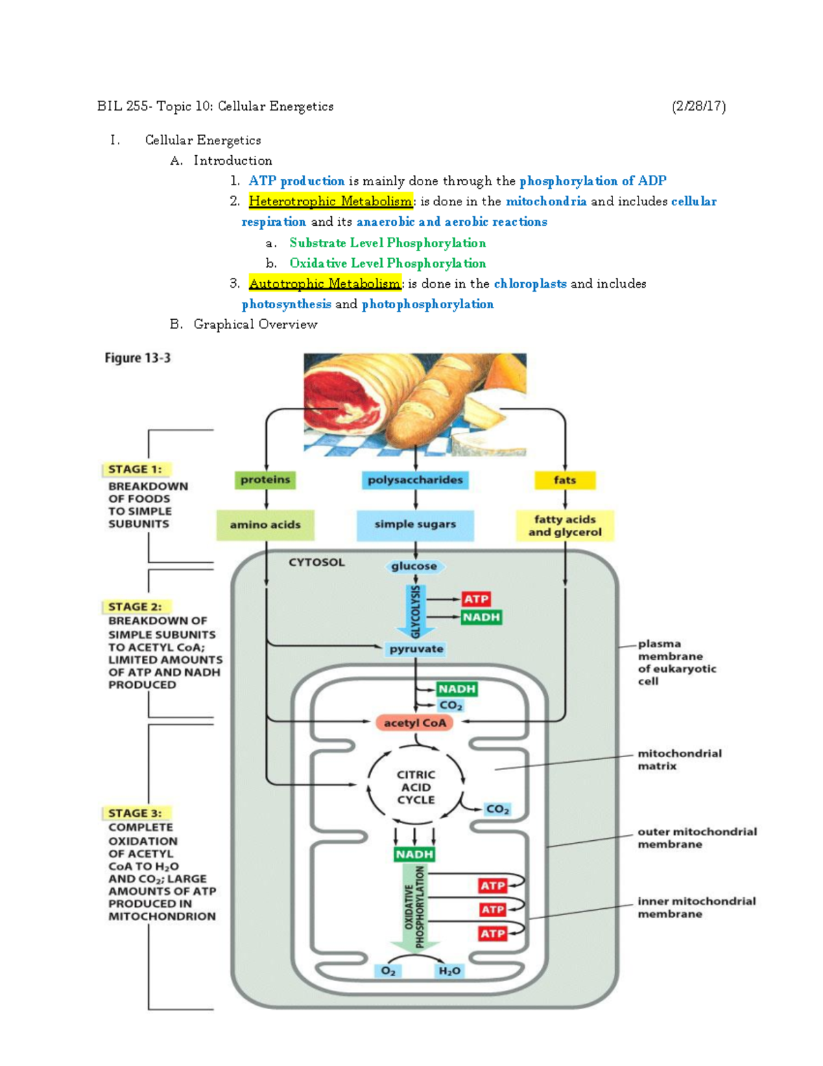 BIL 255 Topic 10 2-28 (Exam 2) - BIL Topic 10: Cellular Energetics I ...