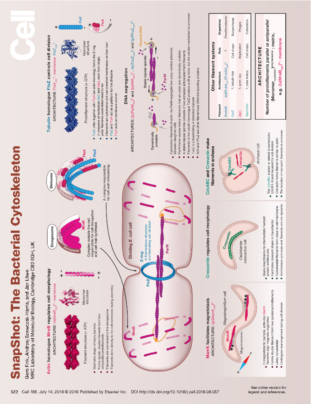 The bacterial cytoskeleton - 522 Cell 166 , July 14, 2016 © 2016 ...