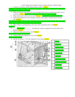Period 3 Unit 7: Muscular System Success Criteria Review (Study Guide ...