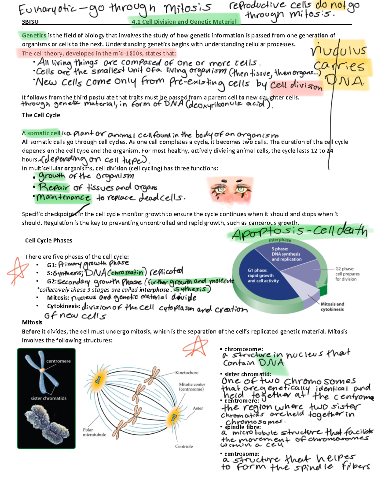 4. Chapter 4 Notes Student - SBI3U 4 Cell Division and Genetic Material ...