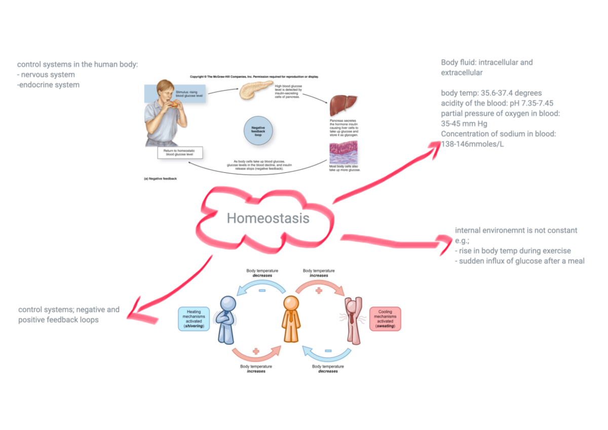 Introduction to Homeostasis Lecture - 091400 - Studocu
