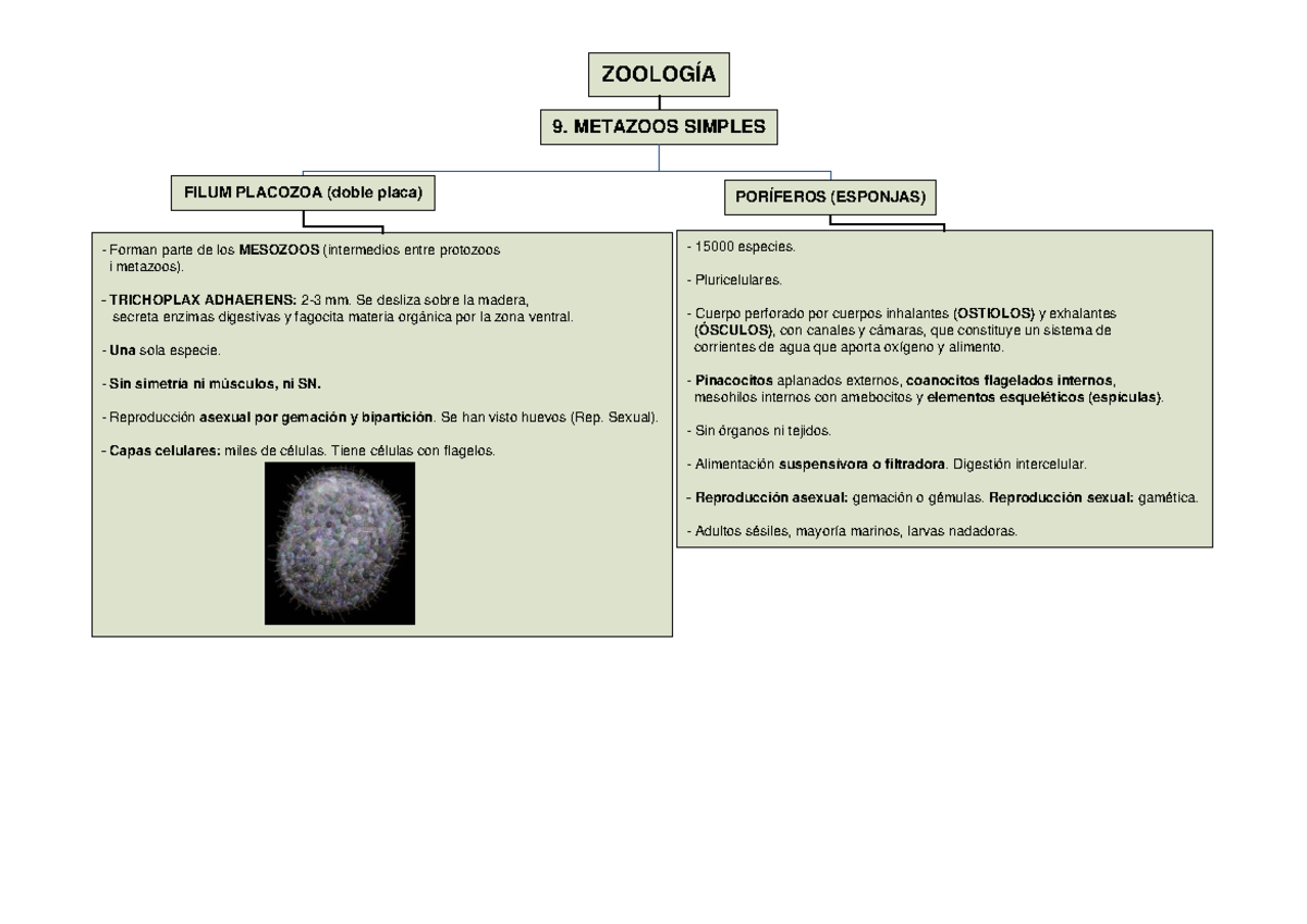 9. Metazoos Simples - 9. METAZOOS SIMPLES FILUM PLACOZOA (doble placa ...