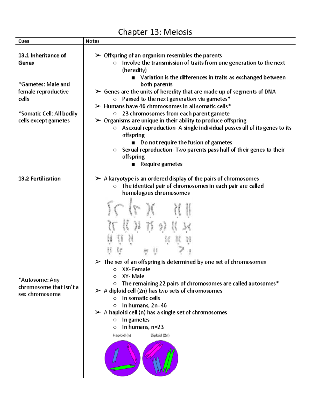 Biology Chapter 13 - Chapter 13: Meiosis Cues Notes 13 Inheritance of ...