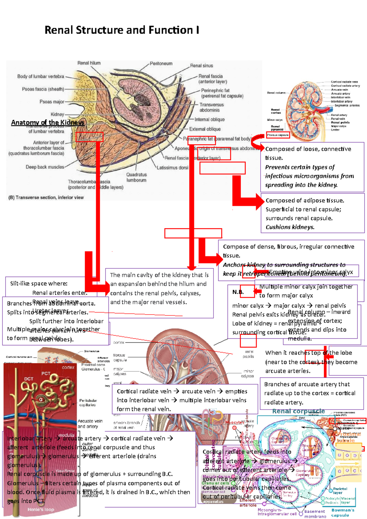 Renal Structure + Funtion I - N. minor calyx major calyx renal pelvis ...