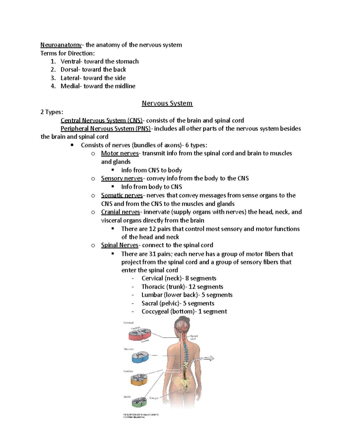 Bio Psych Quiz #3 - Notes for the third in-class quiz on the nervous ...