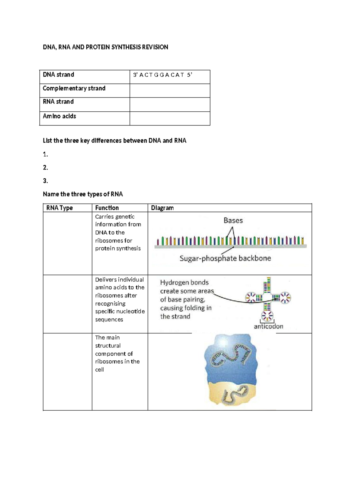 3. DNA Exam Revision - DNA, RNA AND PROTEIN SYNTHESIS REVISION List the ...
