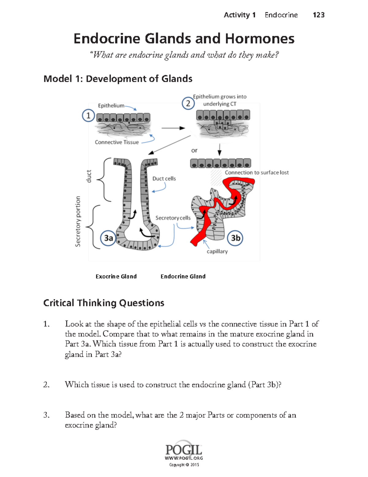 Pogil Endocrine - WWW.POGIL Copyright © 2015 Endocrine Glands and ...