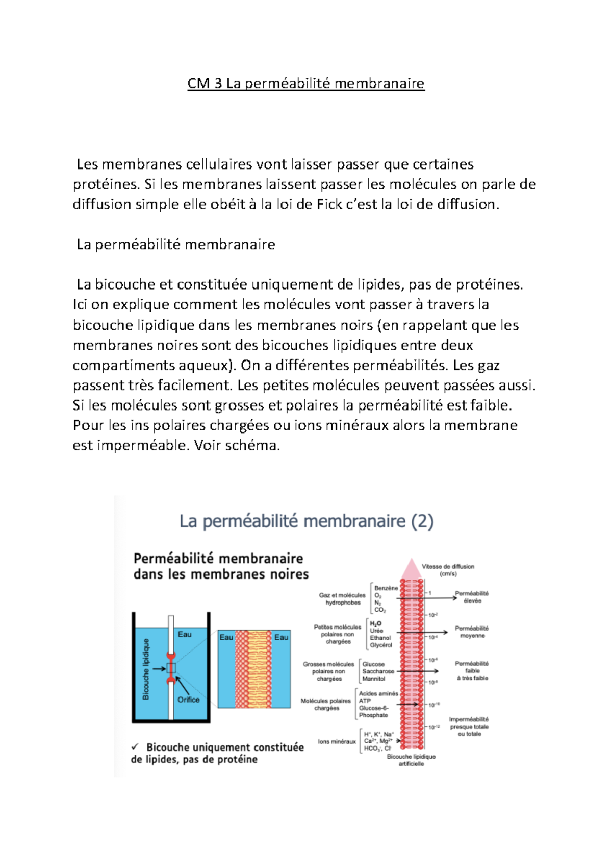 CM3 biocell - note cm - CM 3 La perméabilité membranaire Les membranes ...