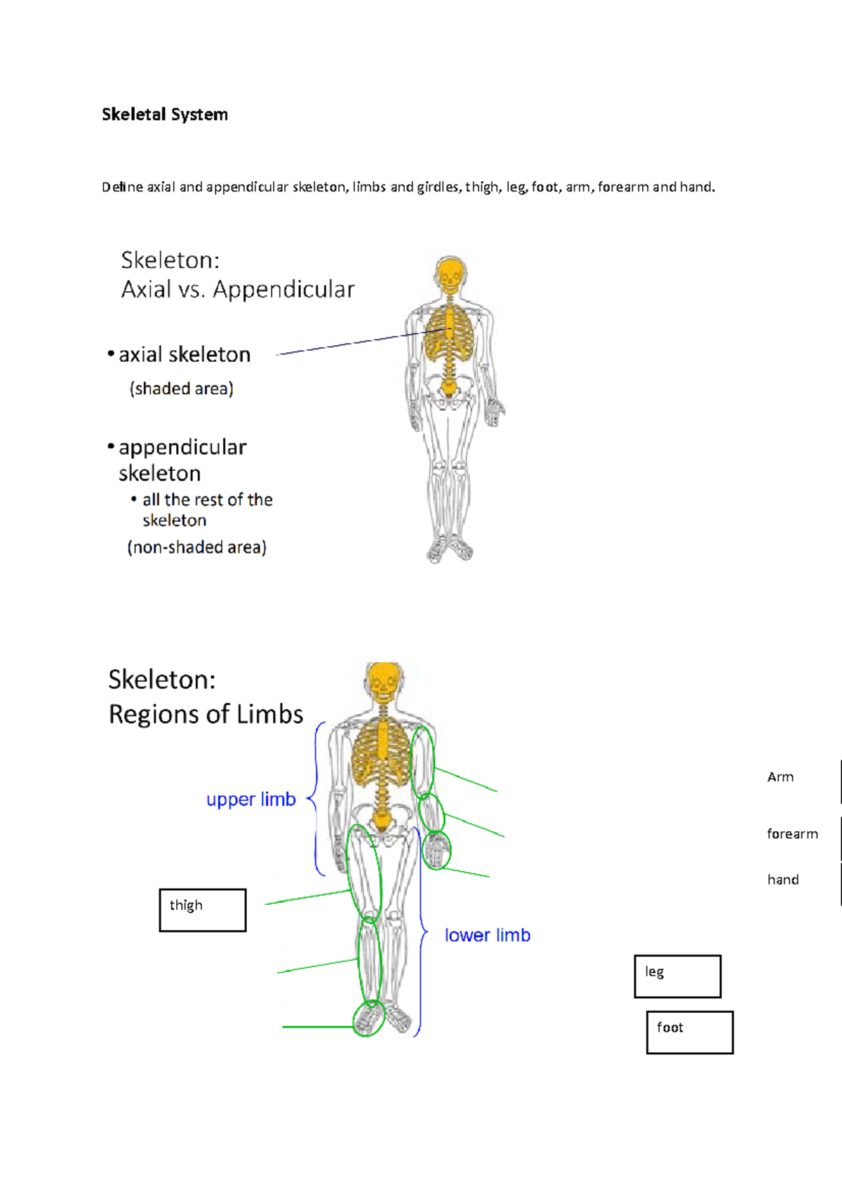 HBB week 2 - notes - Skeletal System Define axial and appendicular ...