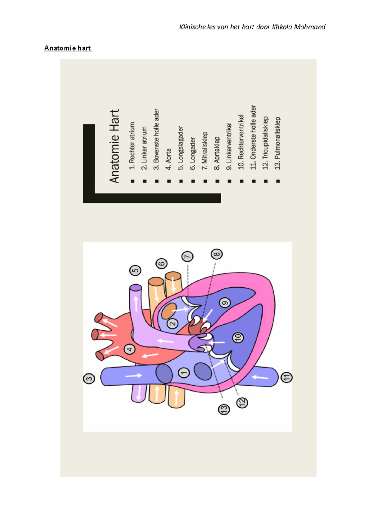 Naslag klinische les hart - Anatomie hart Functie van atria en ...