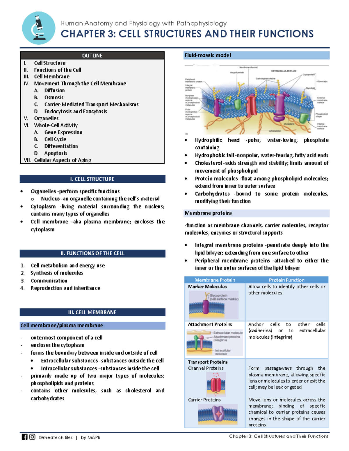 3.-Cell-Structures-and-Their-Functions - Human Anatomy and Physiology ...