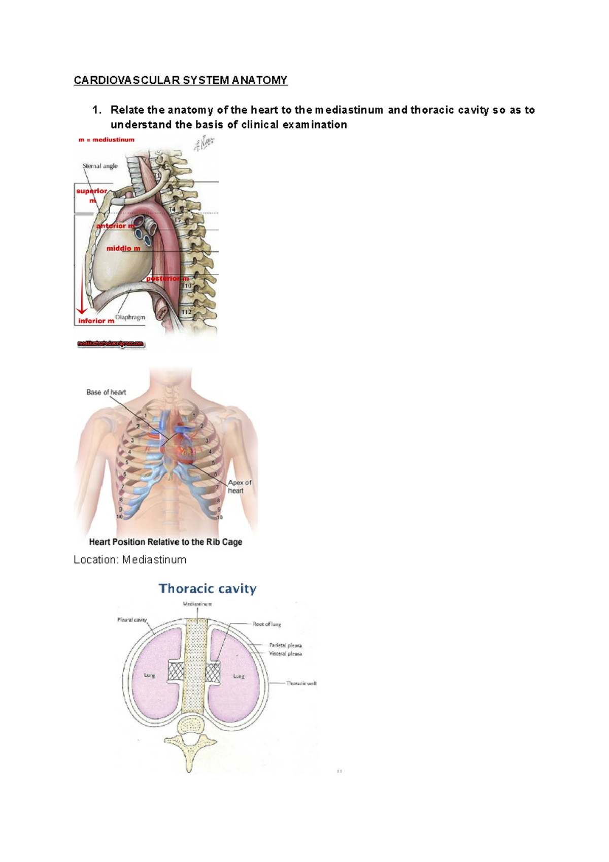 Cardiovascular system 1 - CARDIOVASCULAR SYSTEM ANATOMY Relate the ...