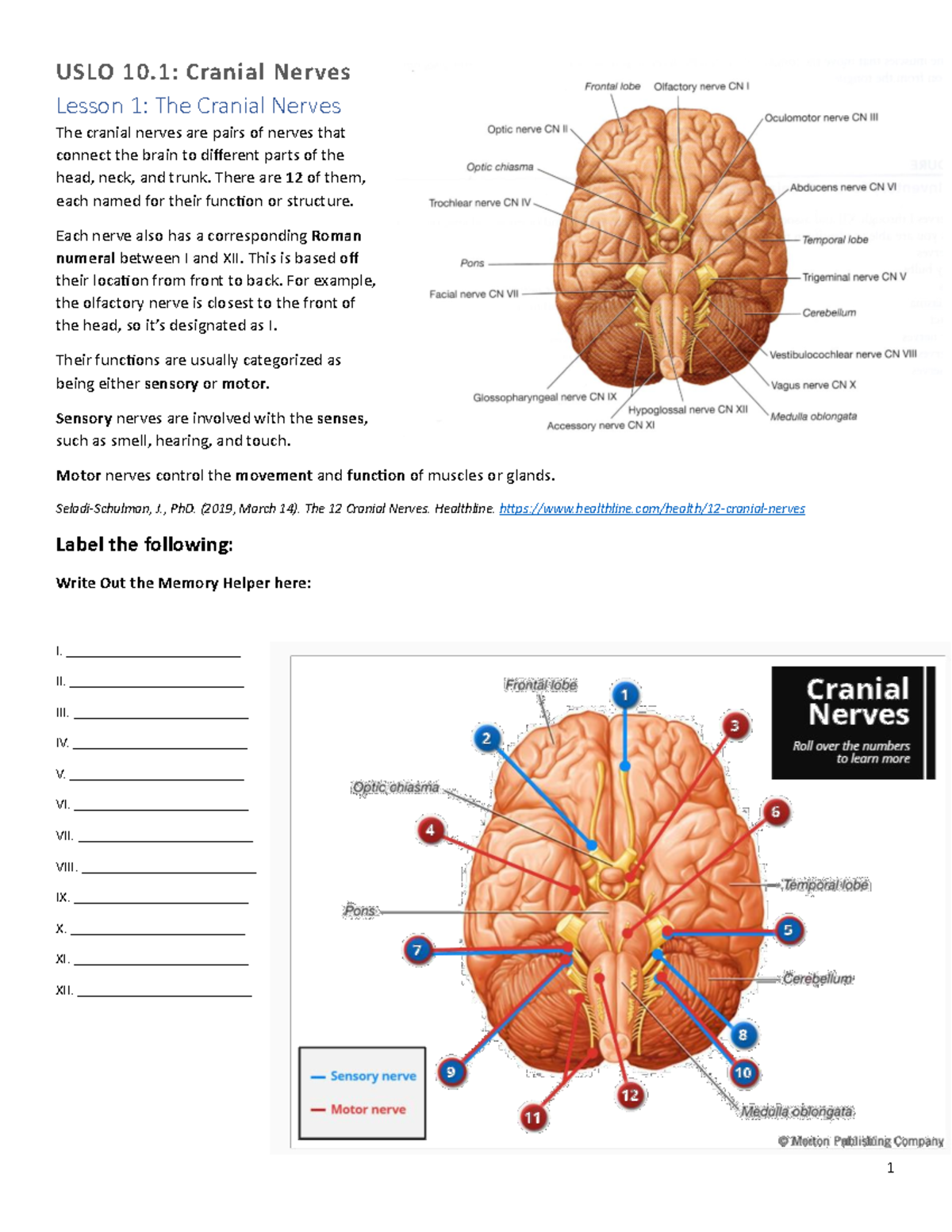 USLO 10 Student - Cranial nerves - USLO 10: Cranial Nerves Lesson 1 : The Cranial Nerves The ...