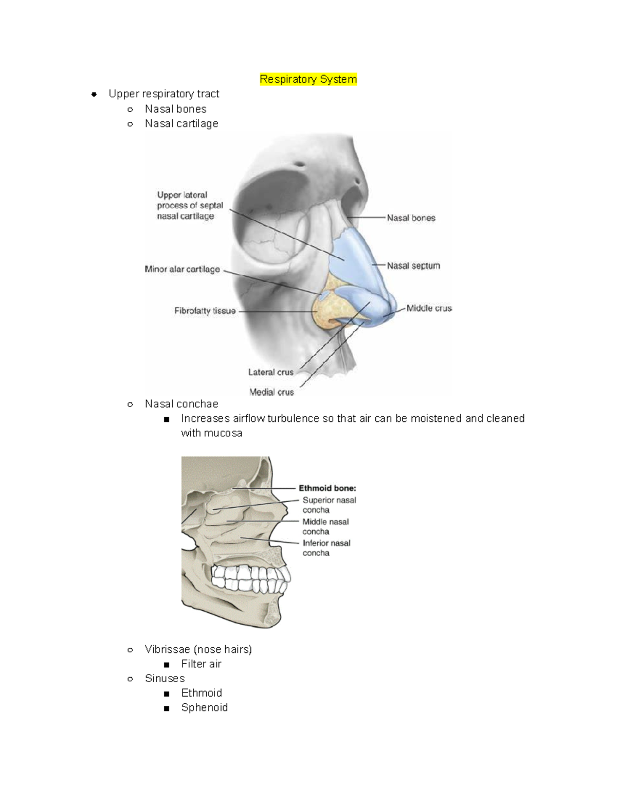 Anatomy Exam 2 Lecture Notes - Respiratory System Upper respiratory ...