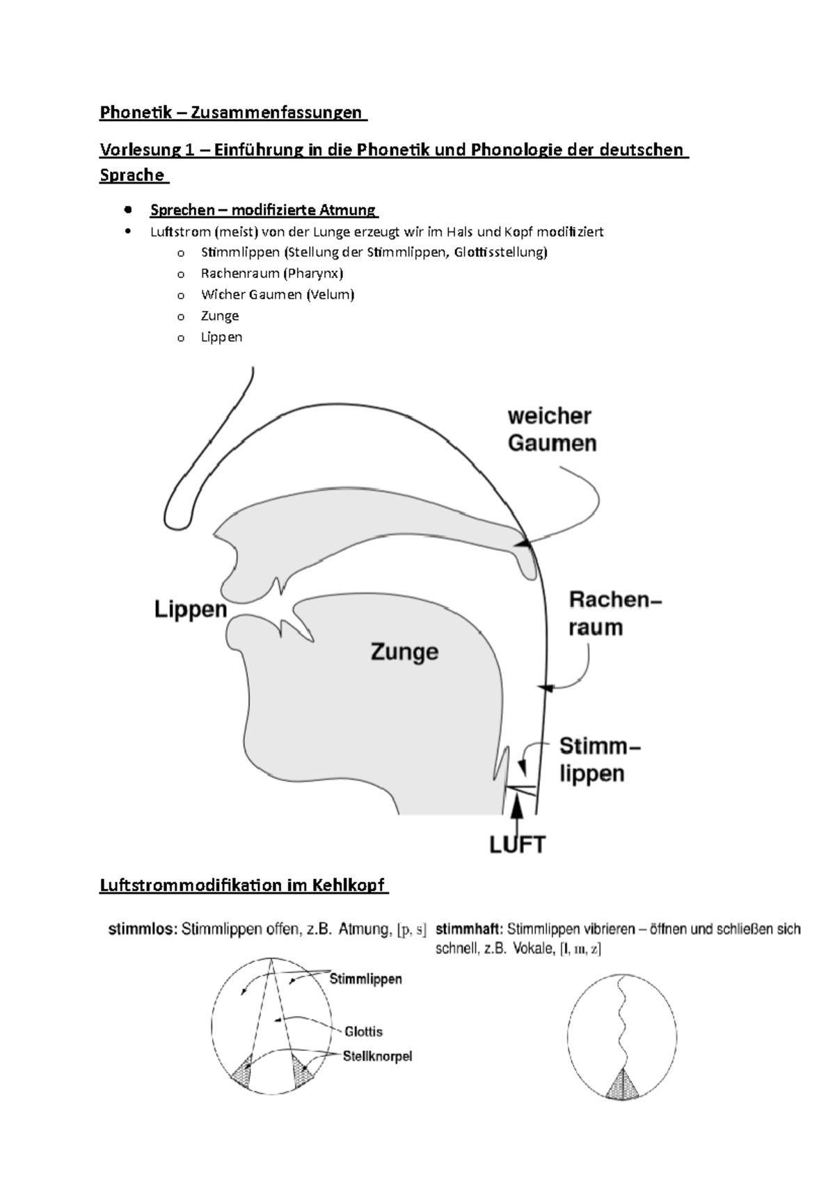Phonetik - Vorlesungszusammenfassung - Phonetik Zusammenfassungen ...