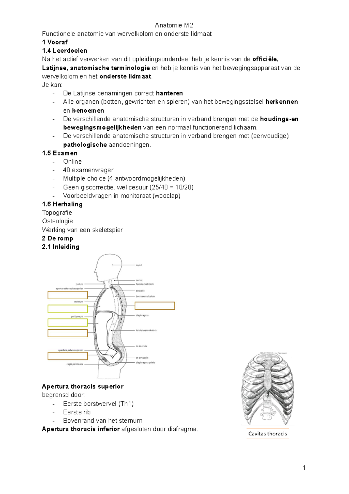Anatomie samenvatting romp - Functionele anatomie van wervelkolom en ...