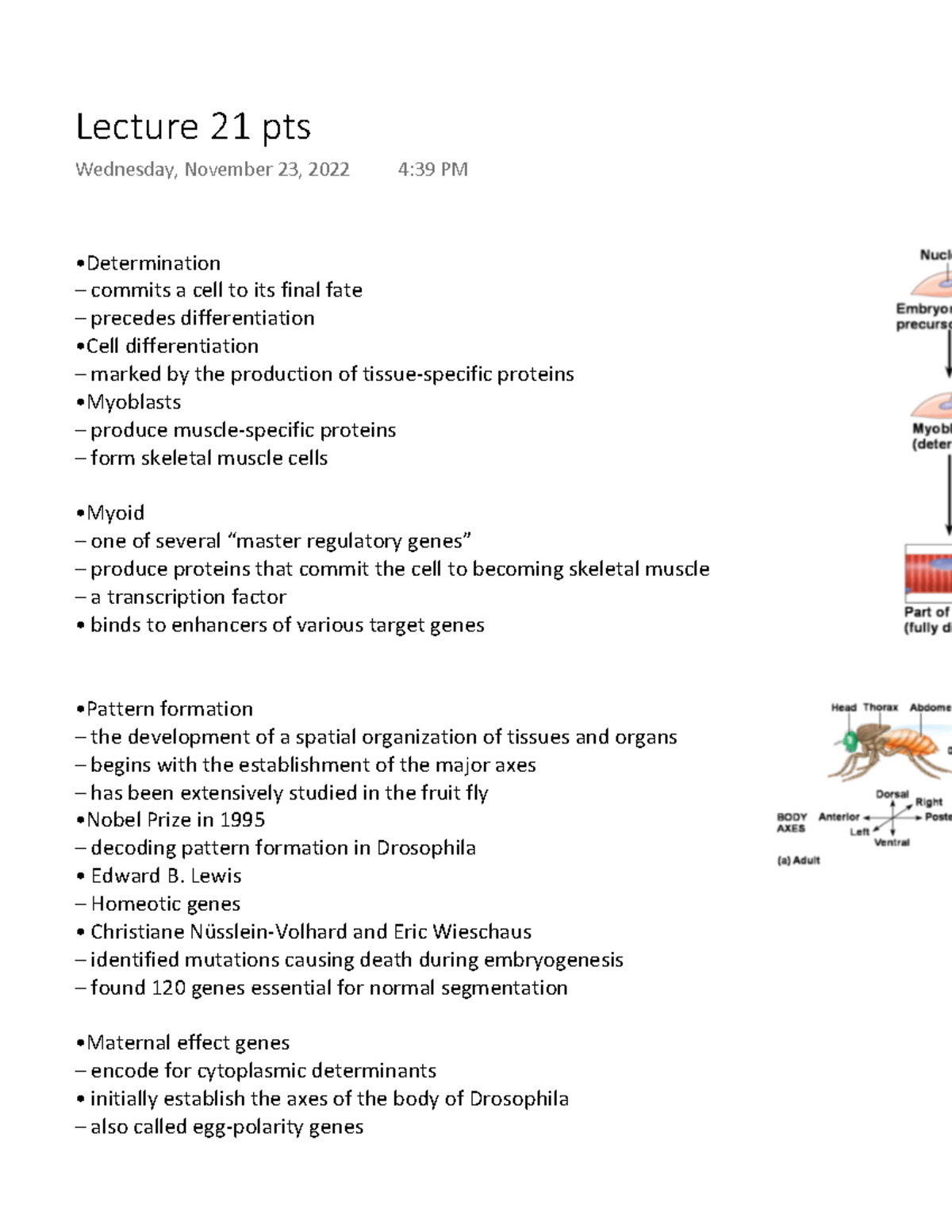 Lecture 21 pts 3 - •Determination – commits a cell to its final fate – precedes differentiation ...