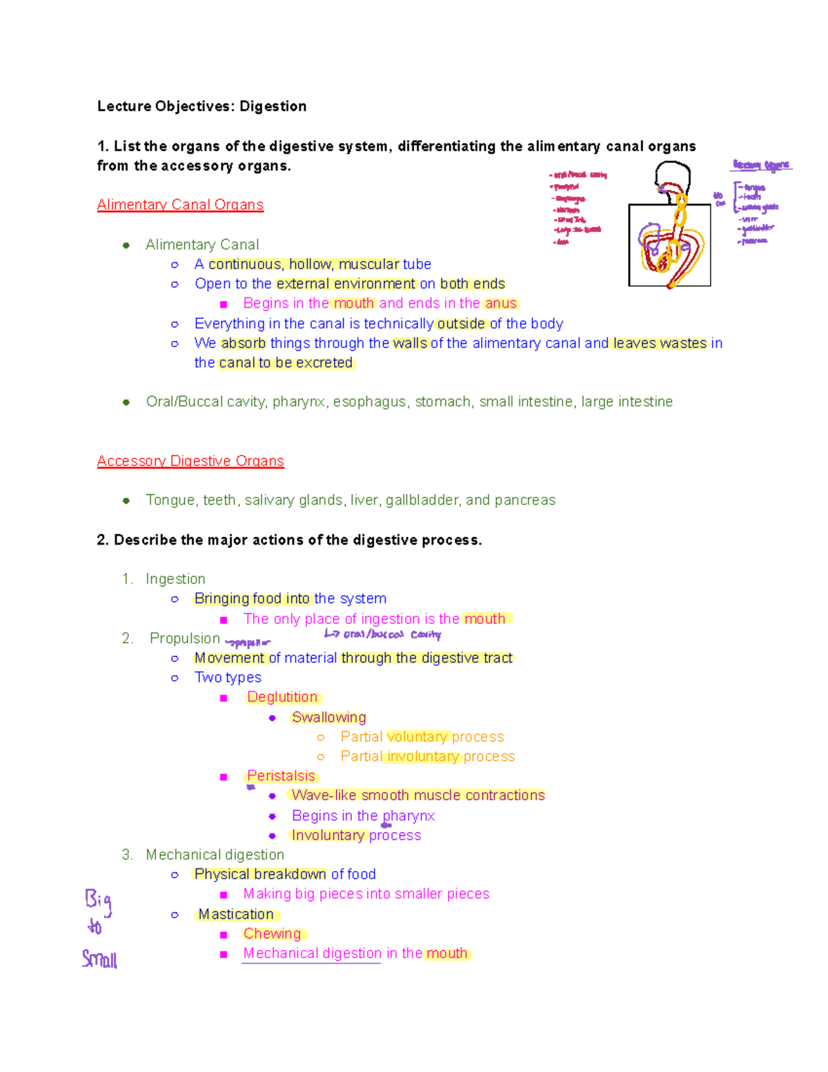 BIOL 2230 (23-24) UNIT 4 - Lecture Objectives: Digestion List the organs of the digestive system ...