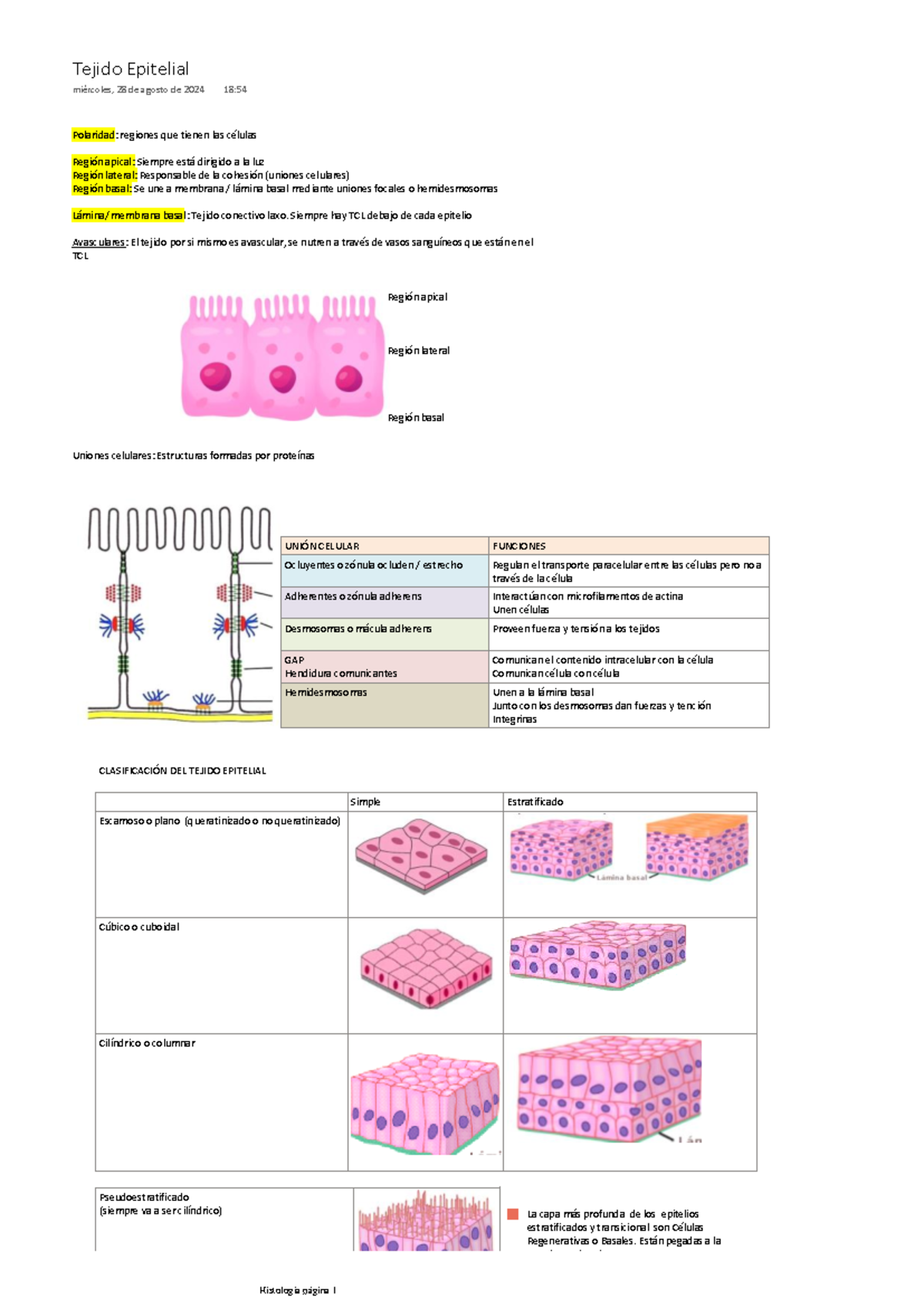 Tejido Epitelial - Polaridad: regiones que tienen las células Región ...