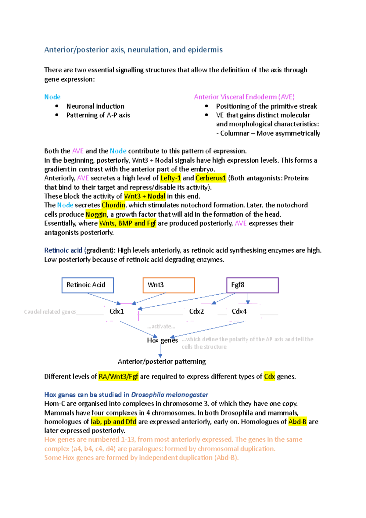 Anterior-posterior axis - In the beginning, posteriorly, Wnt3 + Nodal ...