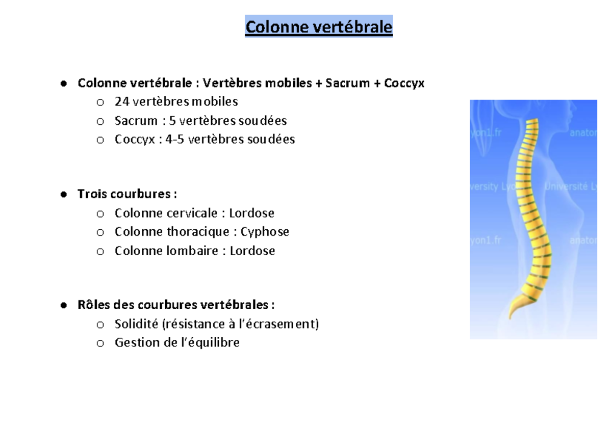 Anatomie - Ostéologie - Colonne vertebral, cage thoracique - Colonne ...