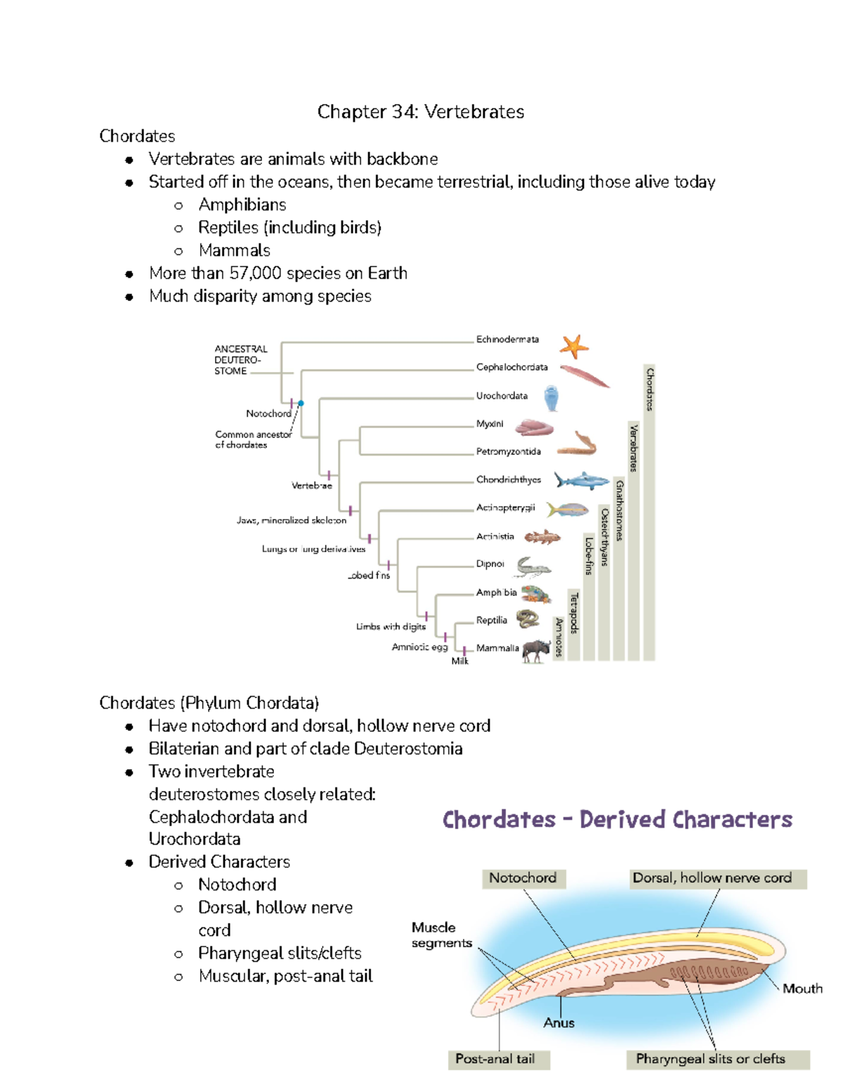 BIO II UNIT 4 - BIOL 1407 - Chapter 34: Vertebrates Chordates ...